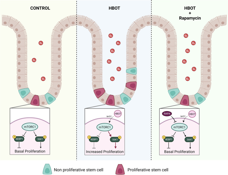Hyperbaric oxygen treatment increases intestinal stem cell ...